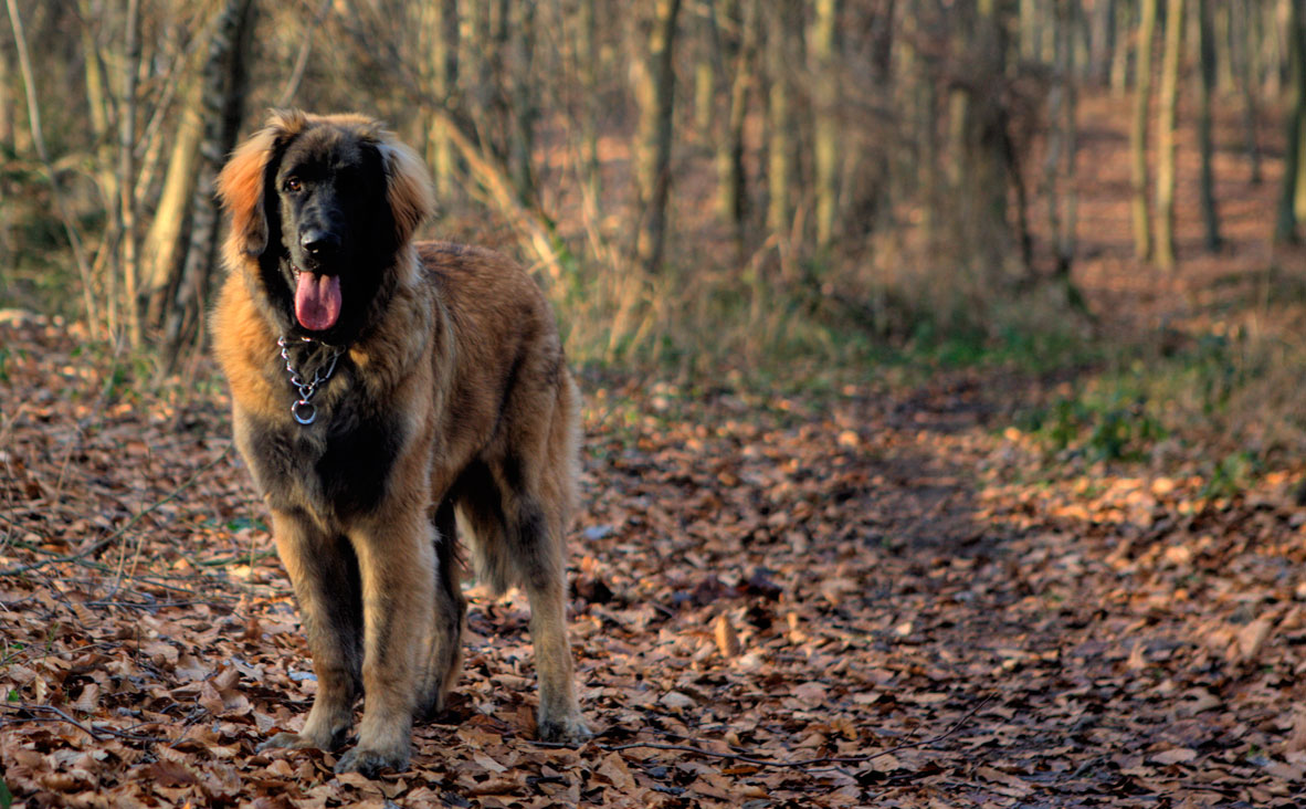 Leonberger: il gigante buono tra i cani