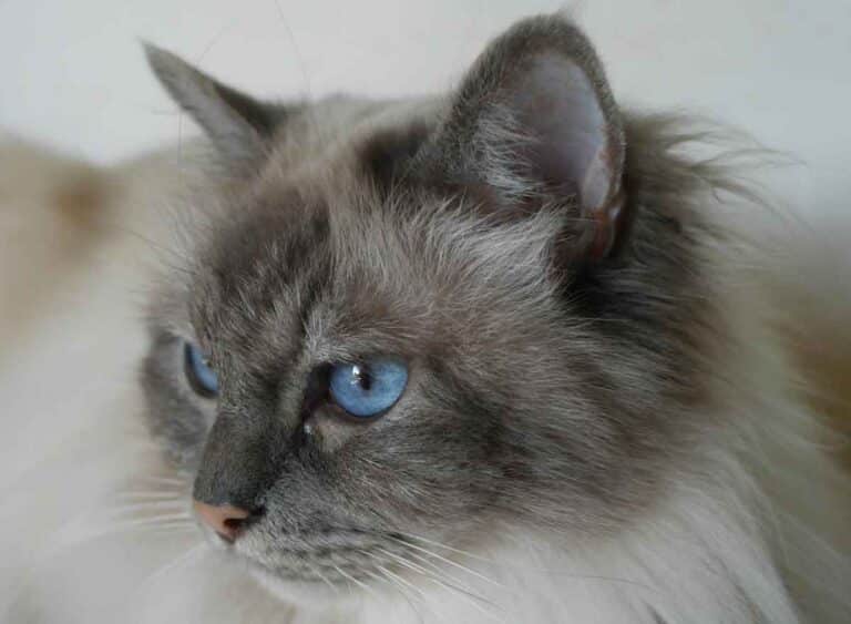 Gatto sacro di Birmania: eleganza e dolcezza